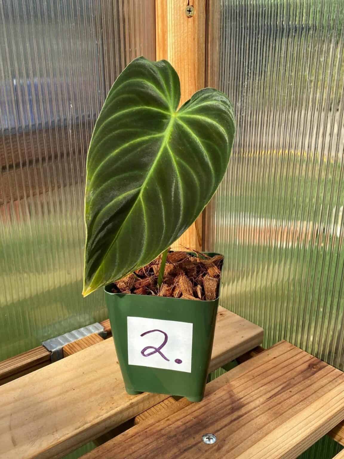 Philodendron verrucosum (Ecuador Philodendron) Care Tips