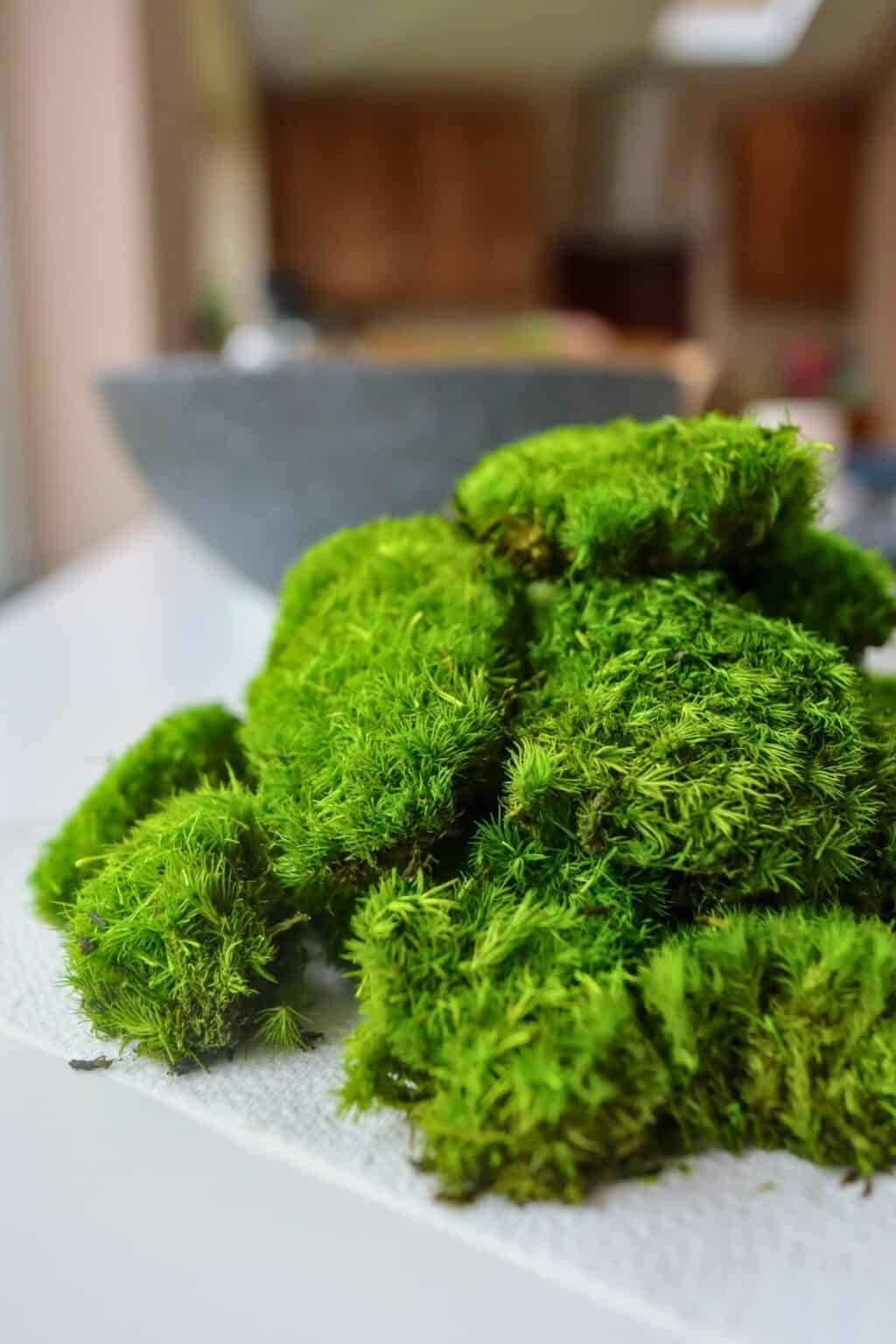 How to Make a Moss Bowl (Preserved) DIY Guide