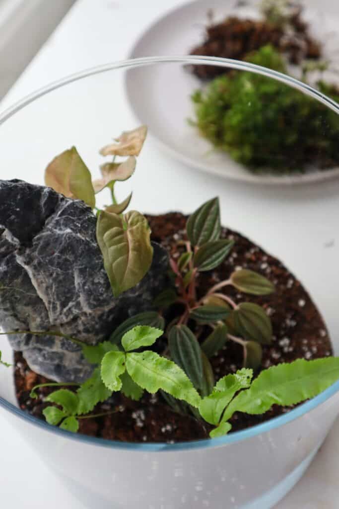 How to Make a Terrarium - A Beginner’s Guide (Step-By-Step)