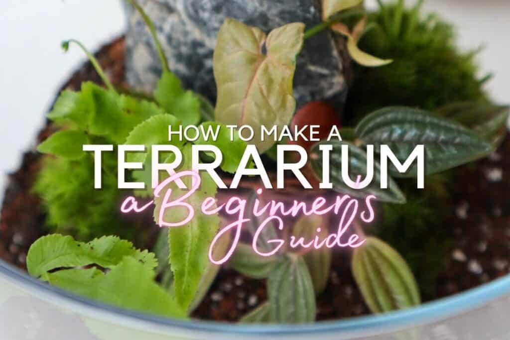 How to Make a Terrarium - A Beginner’s Guide (Step-By-Step)