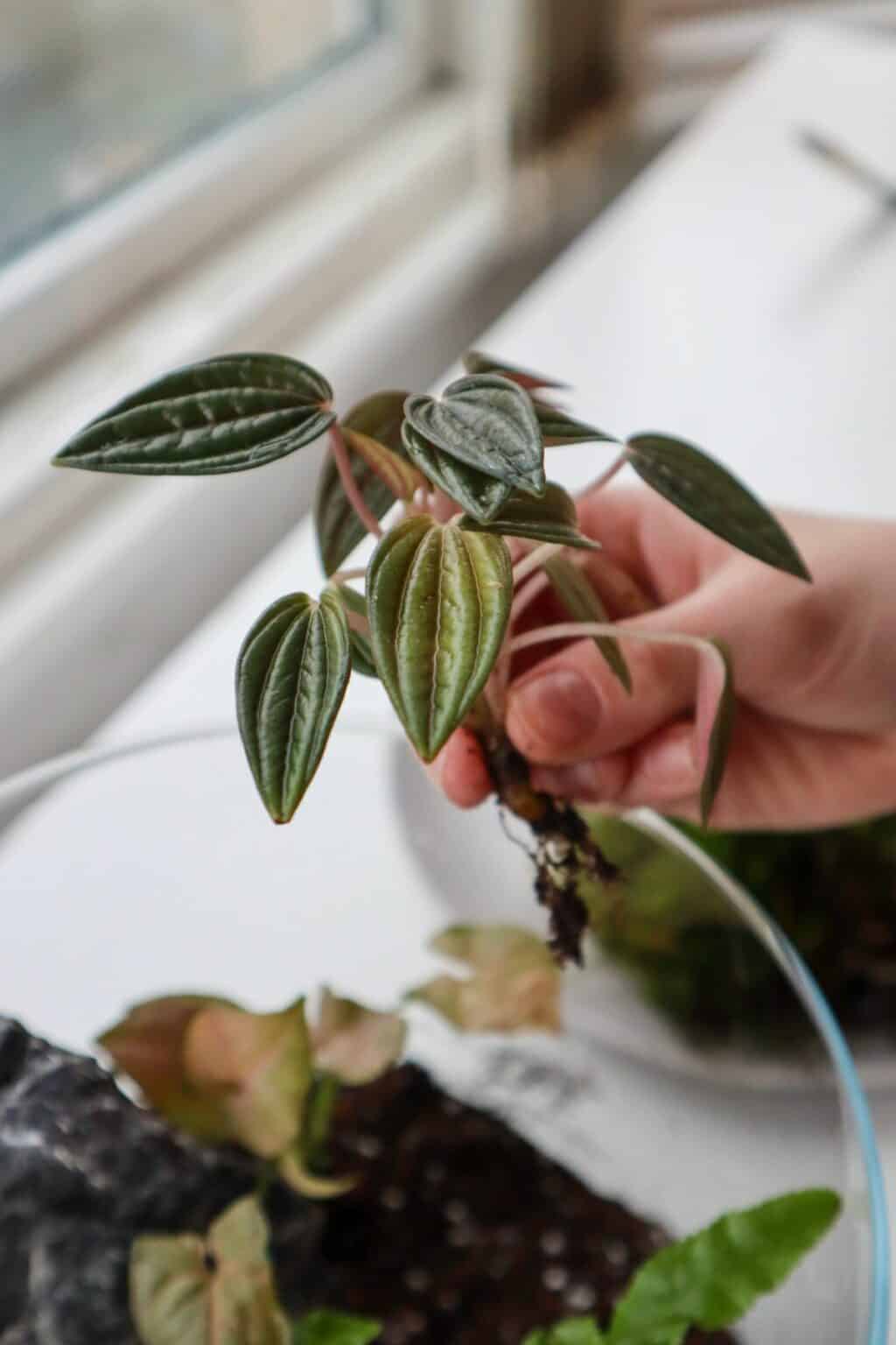 How to Make a Terrarium - A Beginner’s Guide (Step-By-Step)