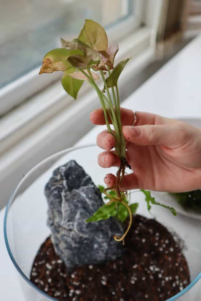 How to Make a Terrarium - A Beginner’s Guide (Step-By-Step)