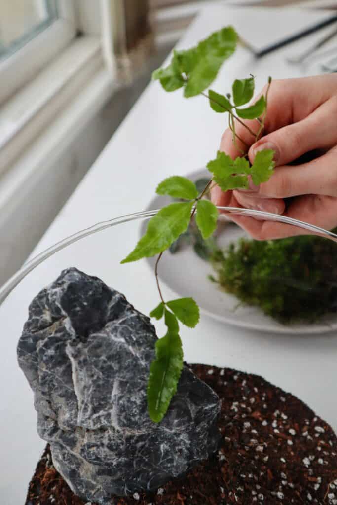 How to Make a Terrarium - A Beginner’s Guide (Step-By-Step)