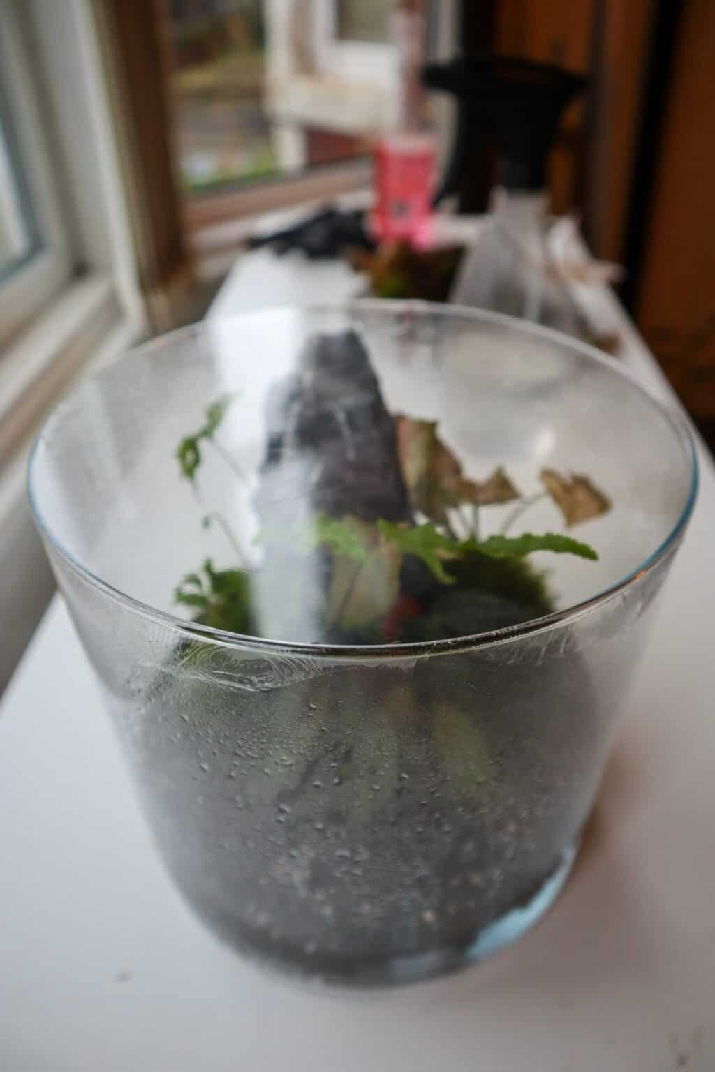 How to Make a Cheap Terrarium (For Free?)