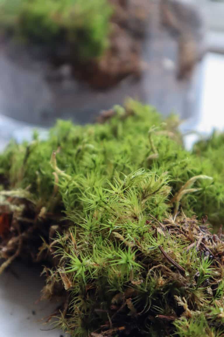 What Is Moss? The Complete Guide to Our Favorite Bryophyte