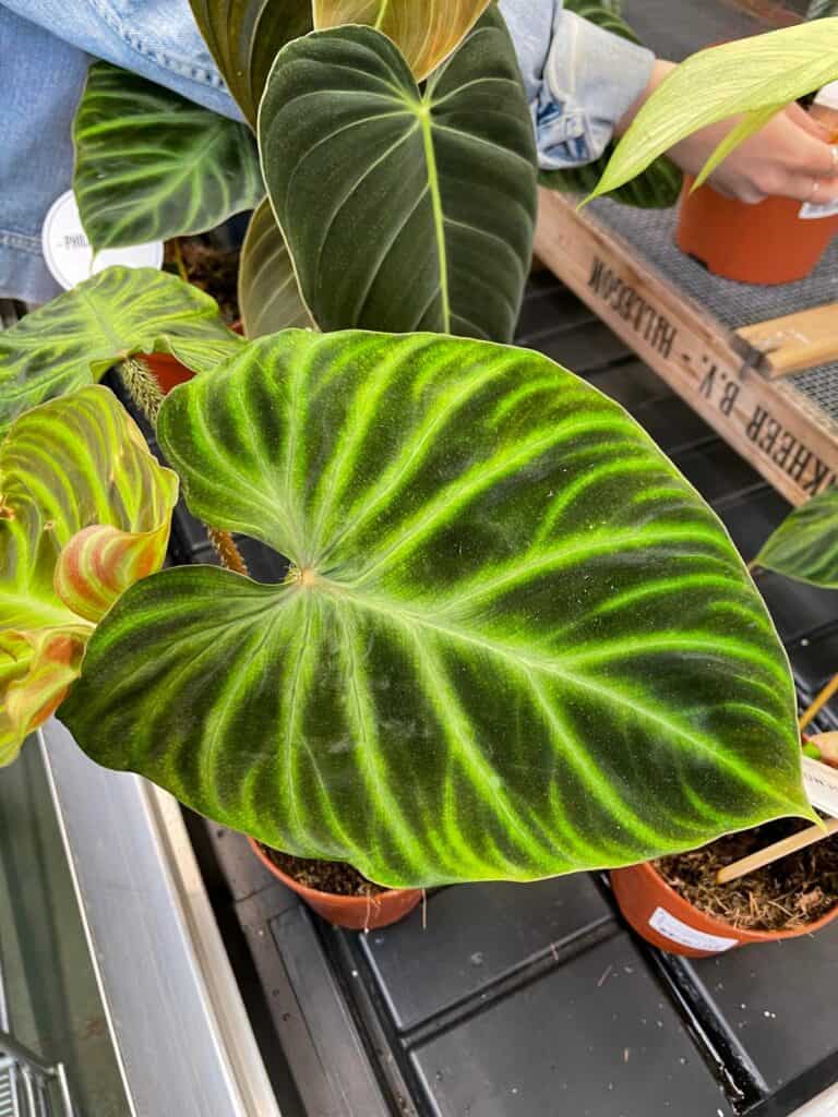 Large Terrarium Plants (Worth Going Big For)