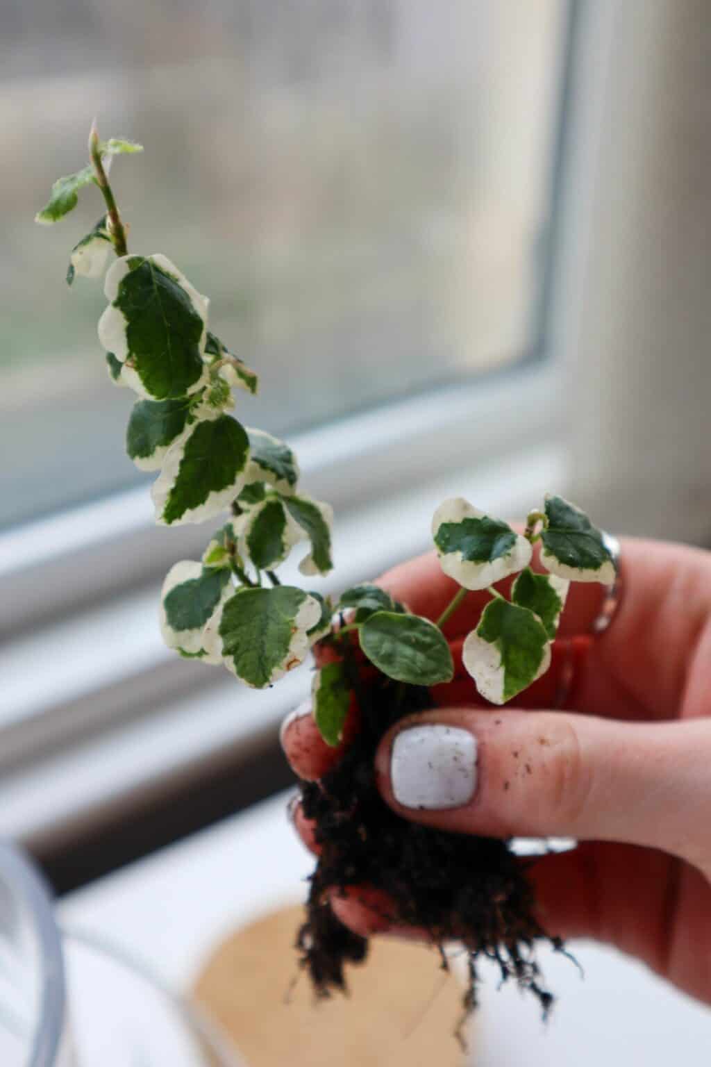 Growing Ficus pumila - The Creeping Fig Made Easy - Terrarium Tribe