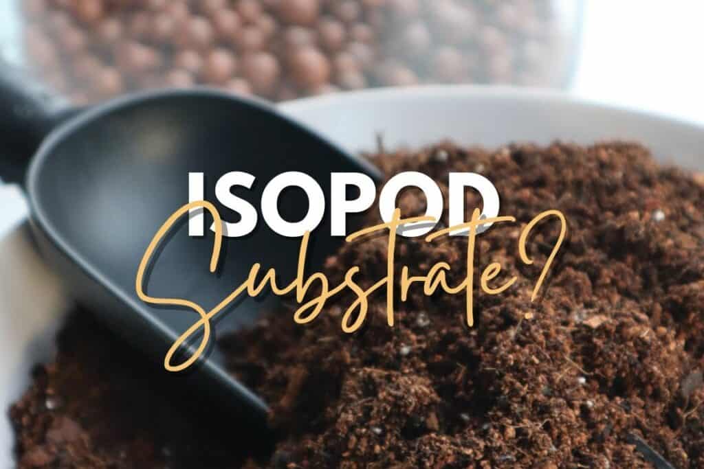 Isopod Substrate Guide: The Best Materials and Mixes to Use