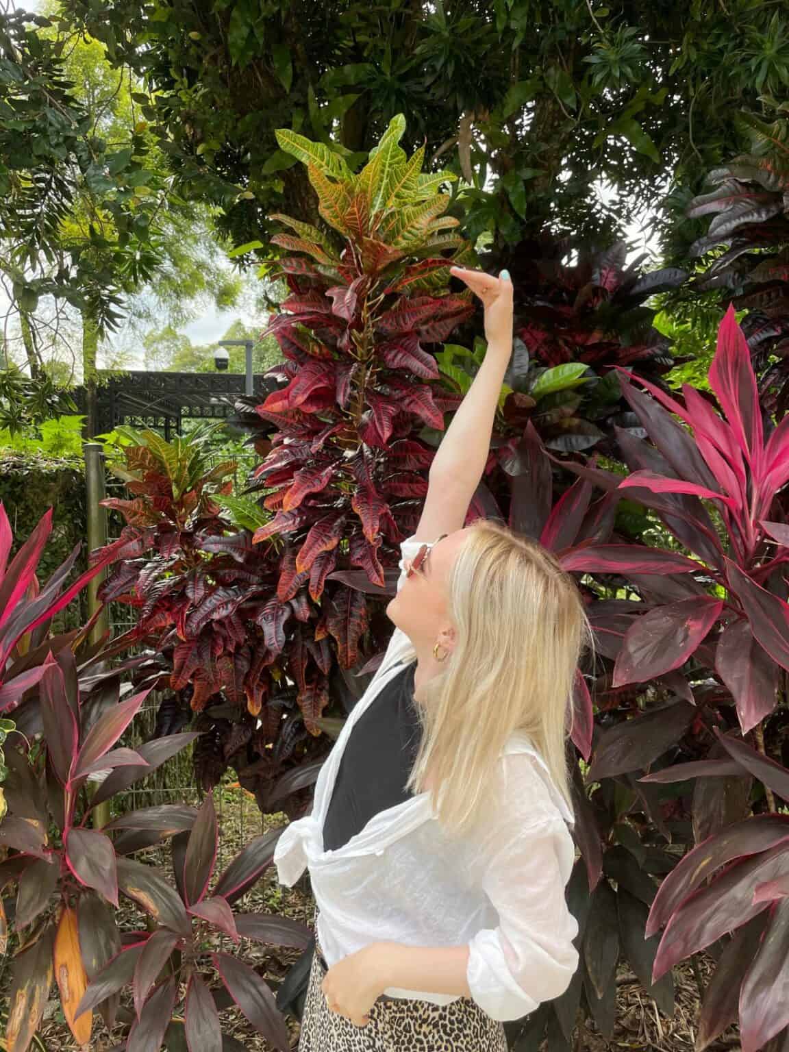 9+ Large Terrarium Plants for Your Next Big Build