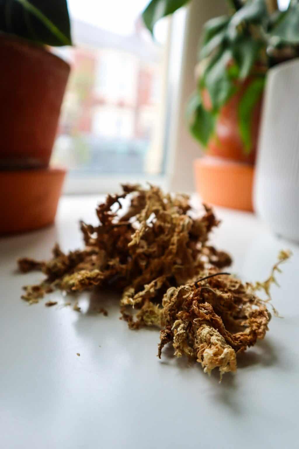 Isopod Substrate Guide: The Best Materials and Mixes to Use