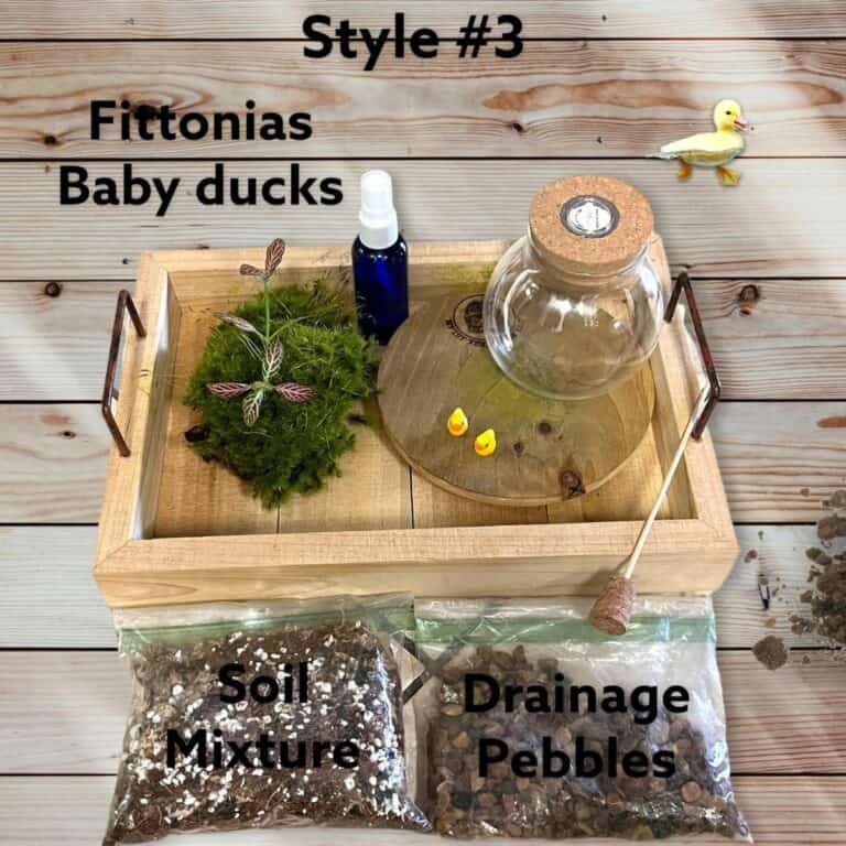 Discover the Best Terrarium Kits for Sealed (Live) Projects