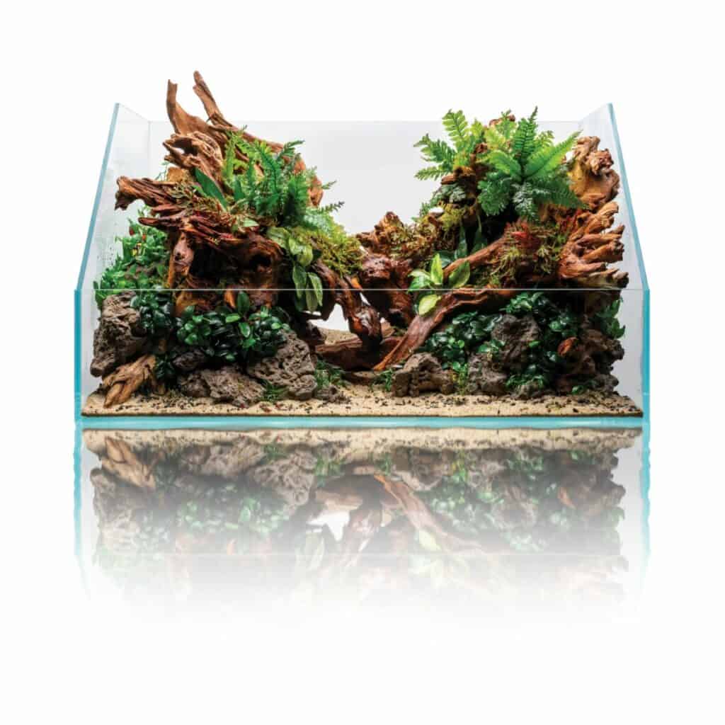 Paludarium 101: Creating a Thriving Semi-Aquatic Paradise