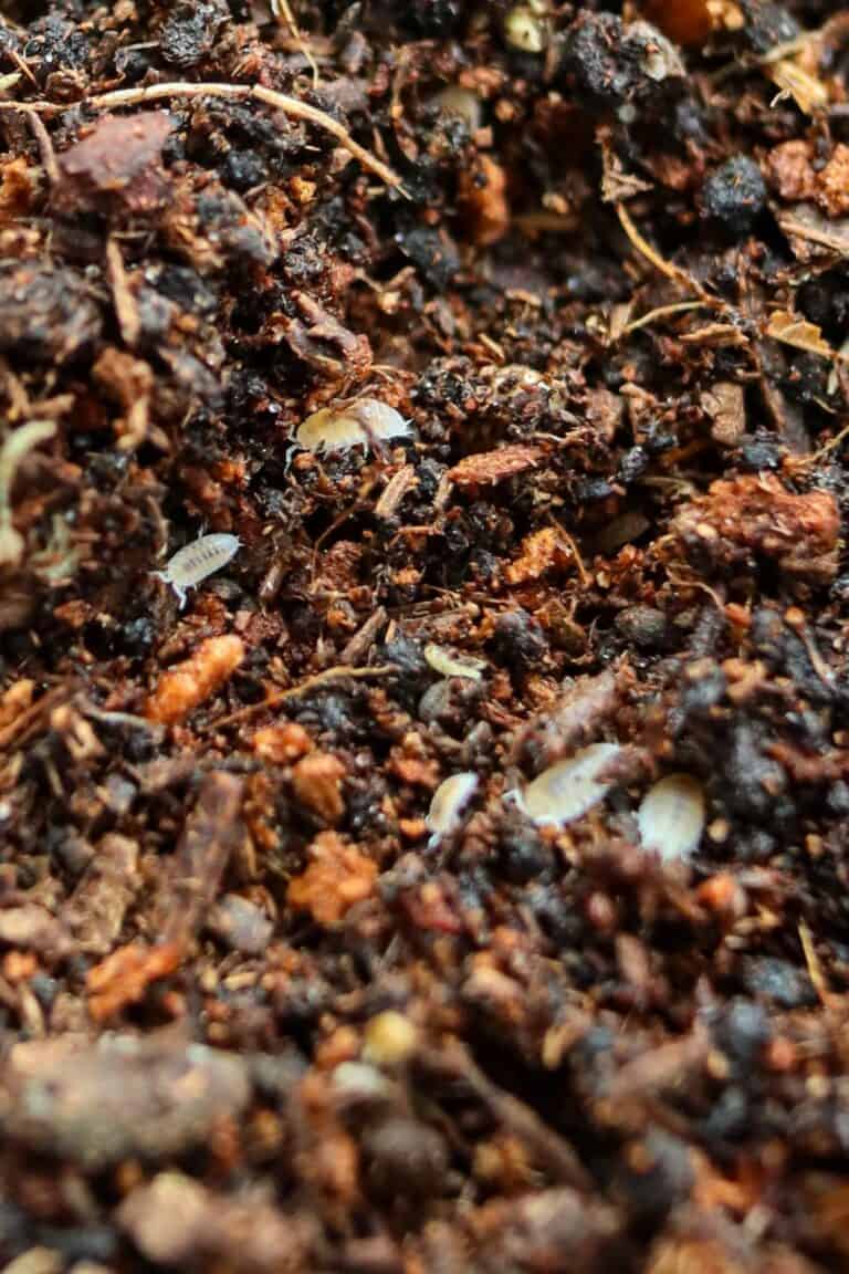 How to Make a Bioactive Substrate Mix (Recipe + Guide)