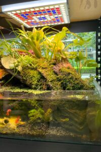 Terrarium vs Vivarium (+ Other “Ariums”) Explained - Terrarium Tribe