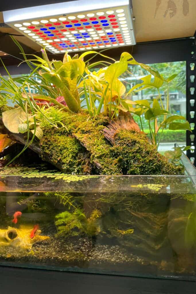 Terrarium vs Vivarium (+ Other “Ariums”) Explained - Terrarium Tribe