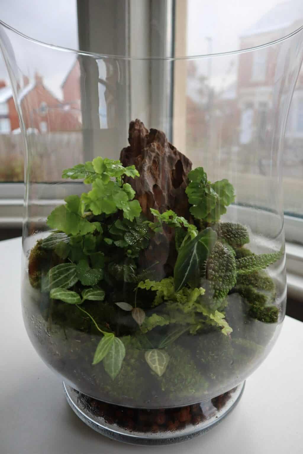 Terrarium vs Vivarium (+ Other “Ariums”) Explained - Terrarium Tribe