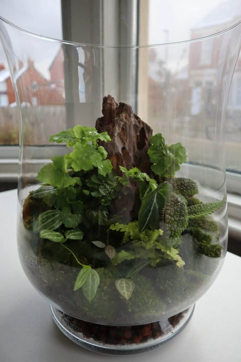Terrarium vs Vivarium (+ Other “Ariums”) Explained - Terrarium Tribe