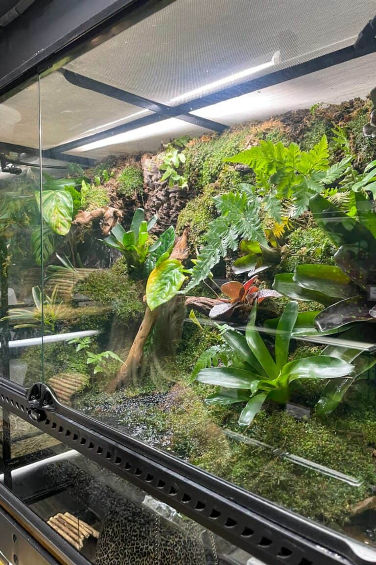 Terrarium vs Vivarium (+ Other “Ariums”) Explained - Terrarium Tribe