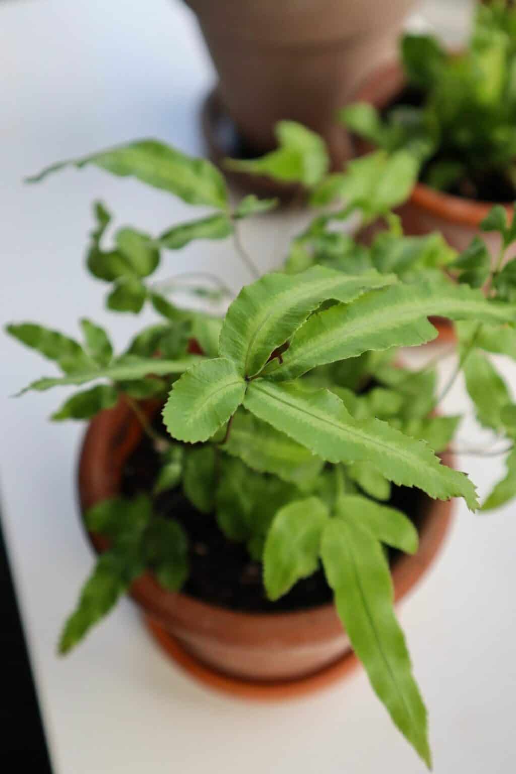 Pteris cretica: A Complete Guide to the Silver Ribbon Fern - Terrarium ...