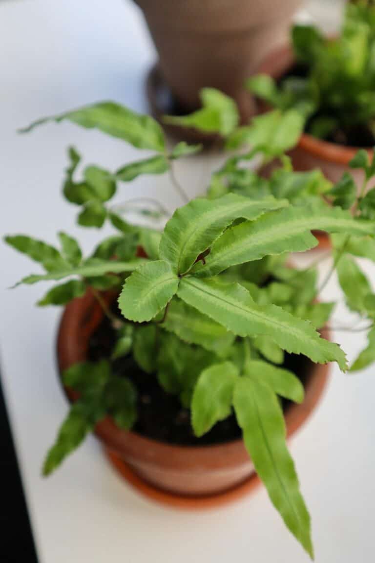 Pteris cretica: A Complete Guide to the Silver Ribbon Fern - Terrarium ...