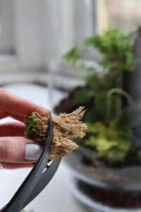 6 Must-Have Terrarium Tools for Any Budding Builder (+ Bonus Items)