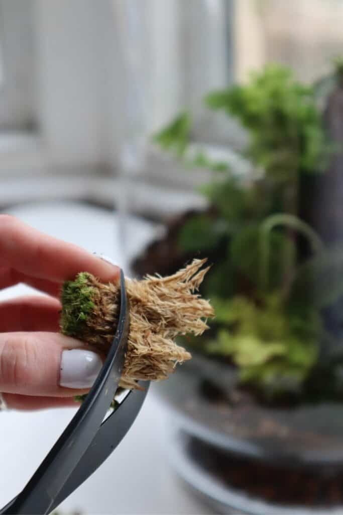 6 Must-Have Terrarium Tools for Any Budding Builder (+ Bonus Items)