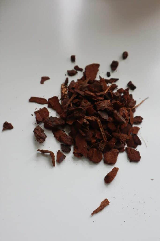 Orchid Terrarium 101: How to Make a Vibrant Orchidarium Work