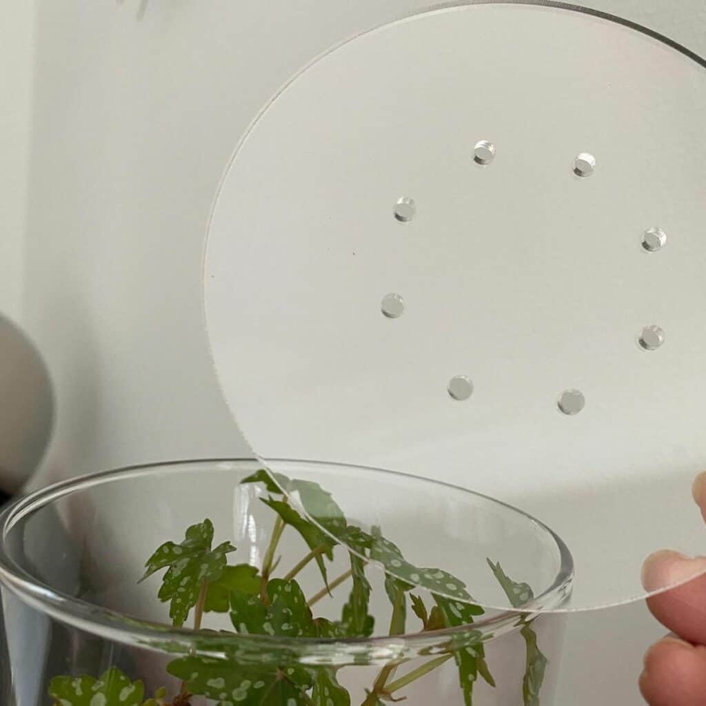 Orchid Terrarium 101: How to Make a Vibrant Orchidarium Work