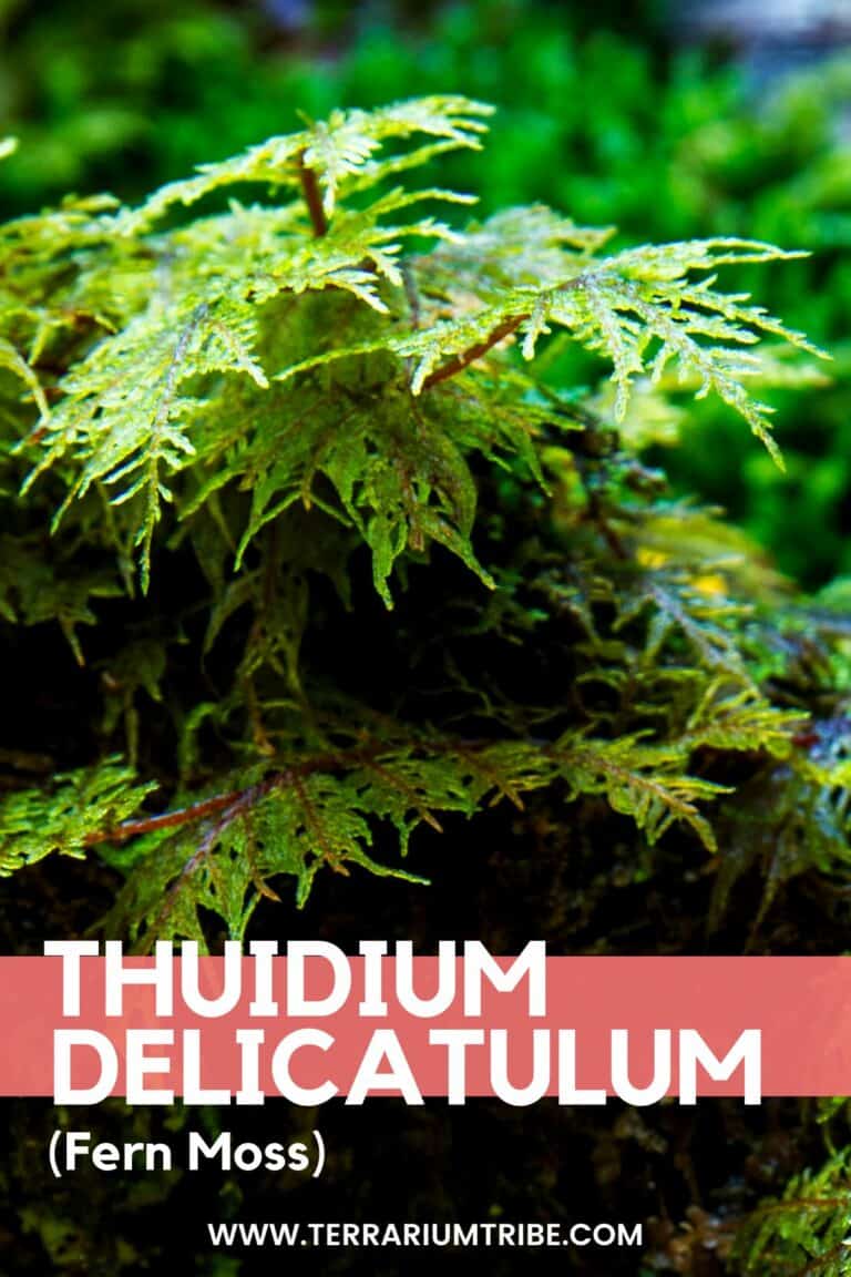 The Complete Guide to Fern Moss (Thuidium delicatulum) - Terrarium Tribe