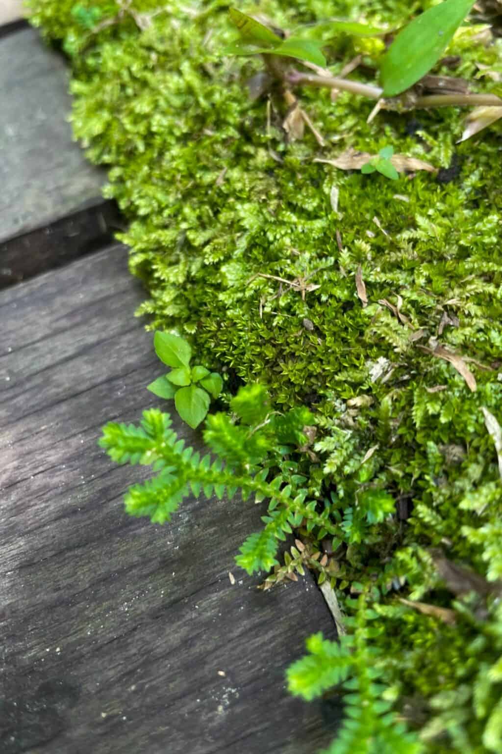 How to Grow Hypnum Moss (Hypnum cupressiforme)