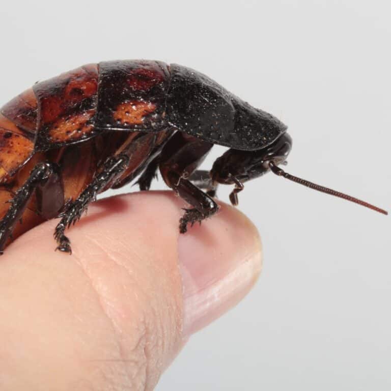 8 Exotic Insect & Bug Pets (Perfect for Terrariums)