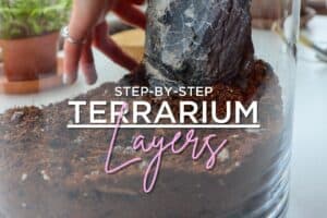 Terrarium Layers: A Step-By-Step Guide to Building Success