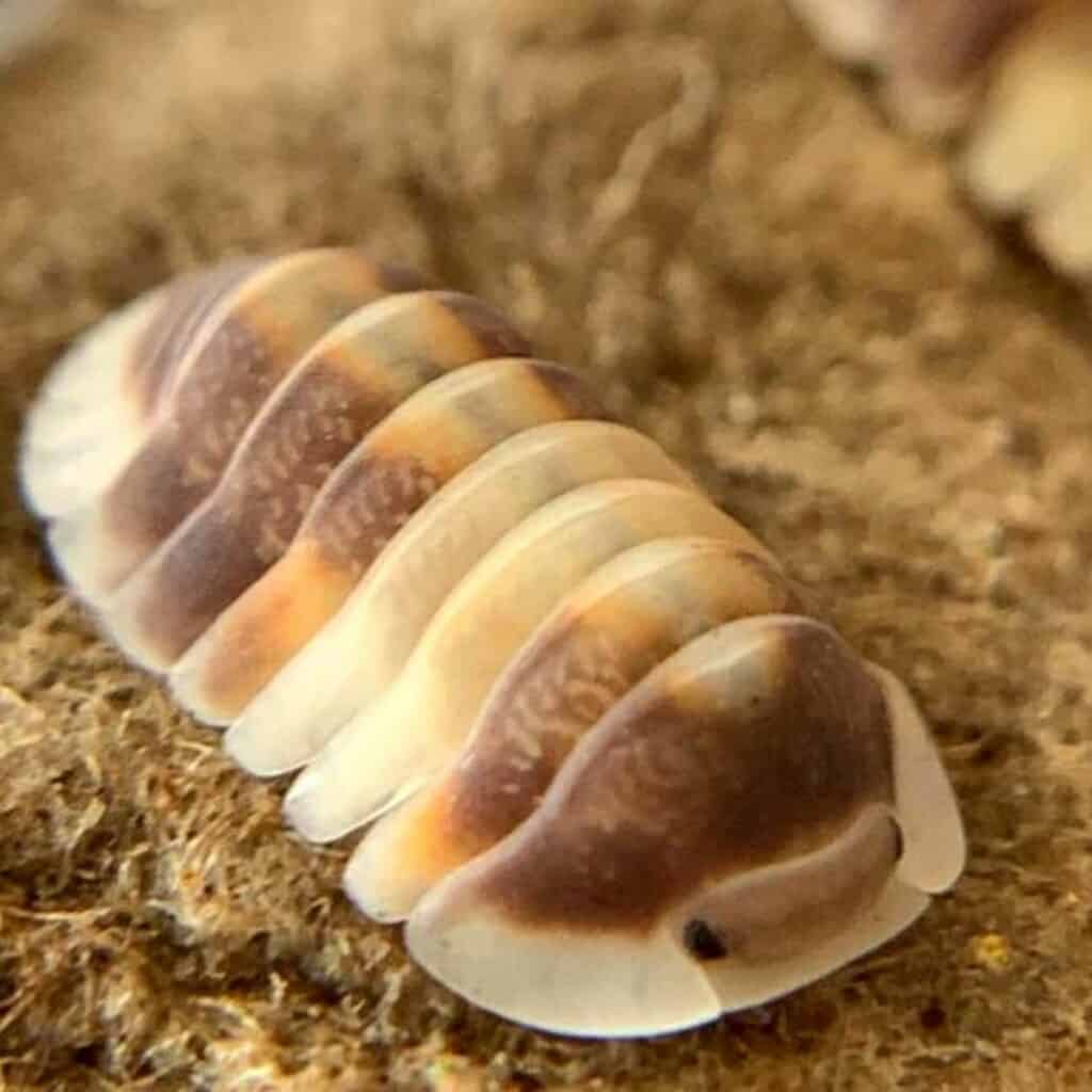 8 Exotic Insect & Bug Pets (Perfect for Terrariums)