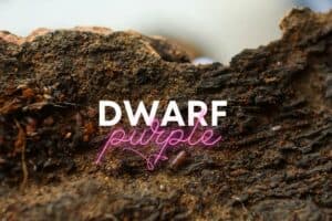 Dwarf Purple Isopods: Bioactive Care Guide (Trichoniscidae)