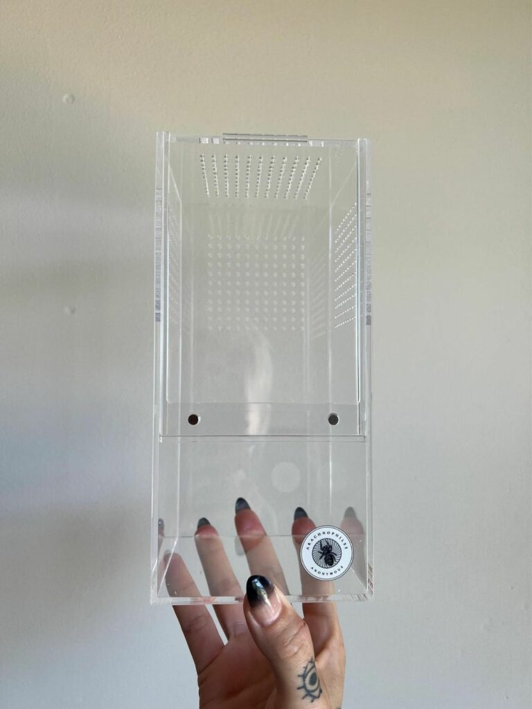 Jumping Spider Pets - A Unique and Fun Terrarium Option?