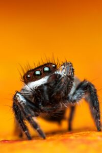 Jumping Spider Pets - A Unique and Fun Terrarium Option?