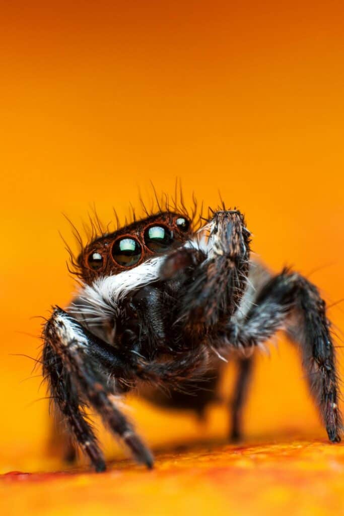 Jumping Spider Pets - A Unique and Fun Terrarium Option?