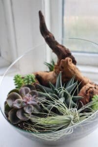 Terrarium Layers: A Step-By-Step Guide to Building Success