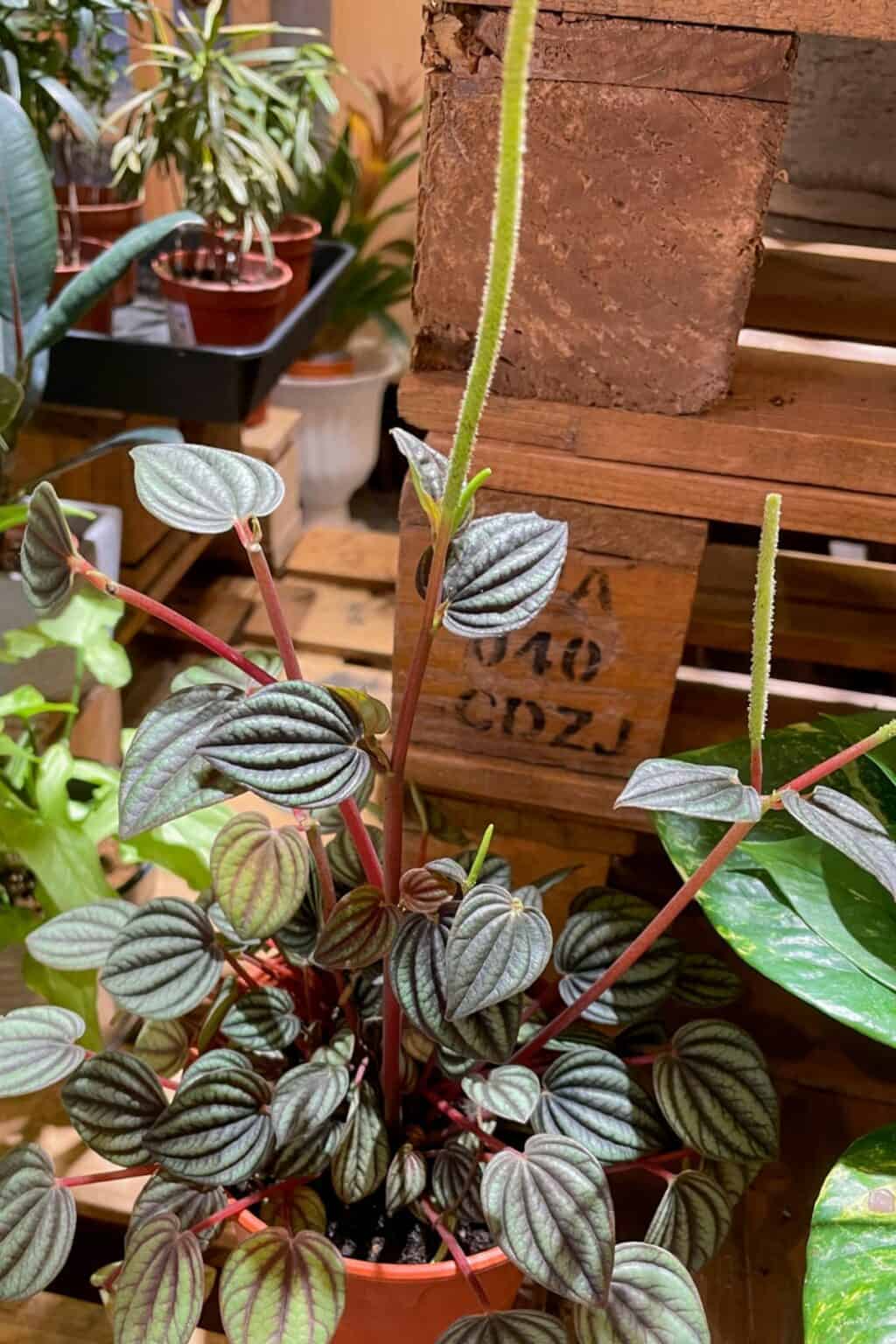 How to Grow Peperomia albovittata ‘Piccolo Banda’ (Peacock)