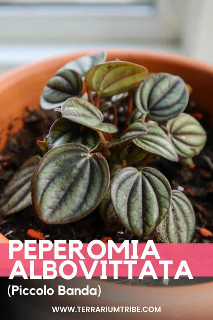 How to Grow Peperomia albovittata ‘Piccolo Banda’ (Peacock)