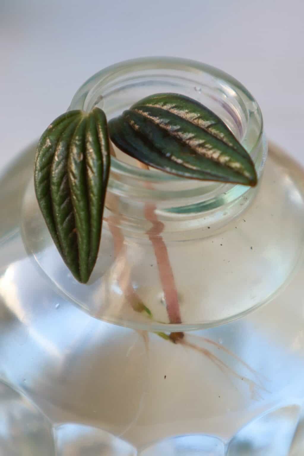 How to Grow Peperomia albovittata ‘Piccolo Banda’ (Peacock)