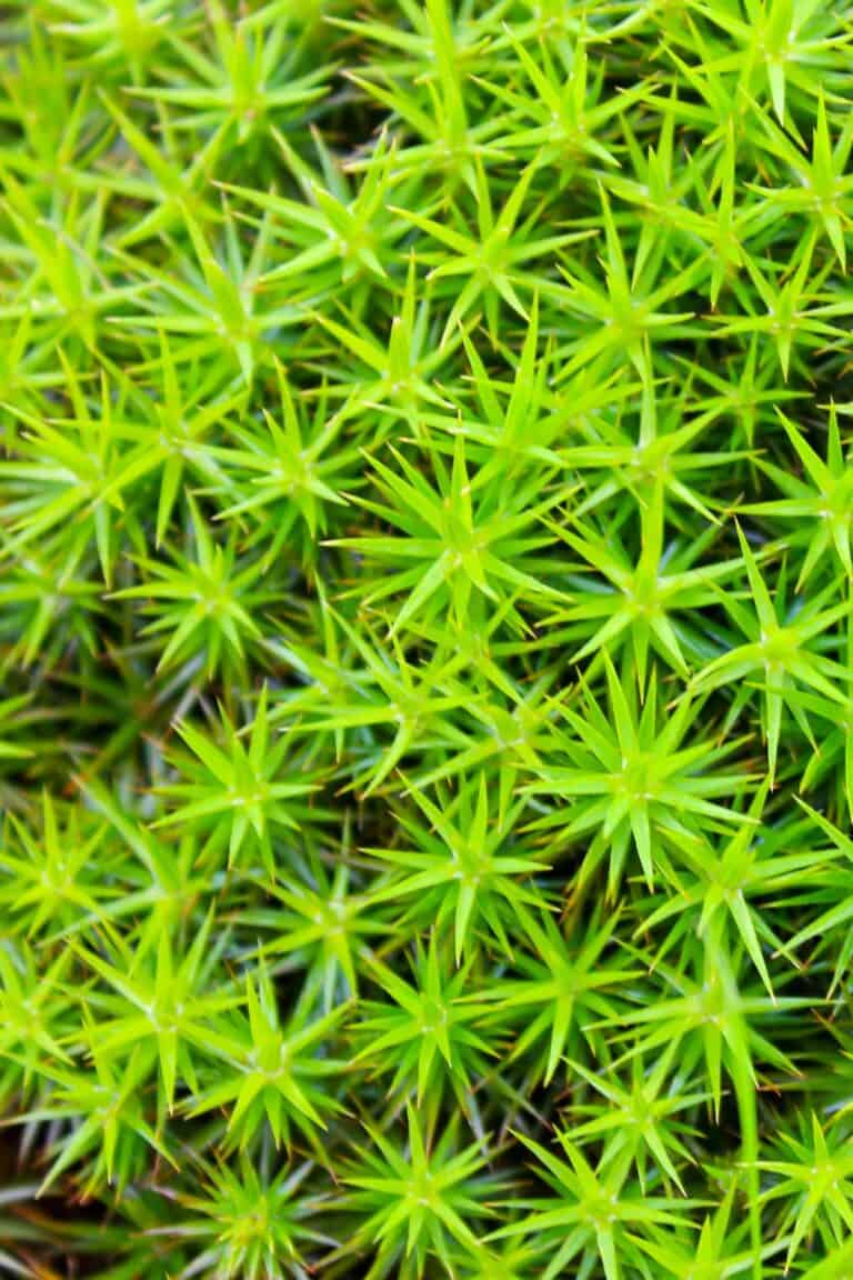 Tortula ruralis - A Shining Star Moss (Care Guide) - Terrarium Tribe