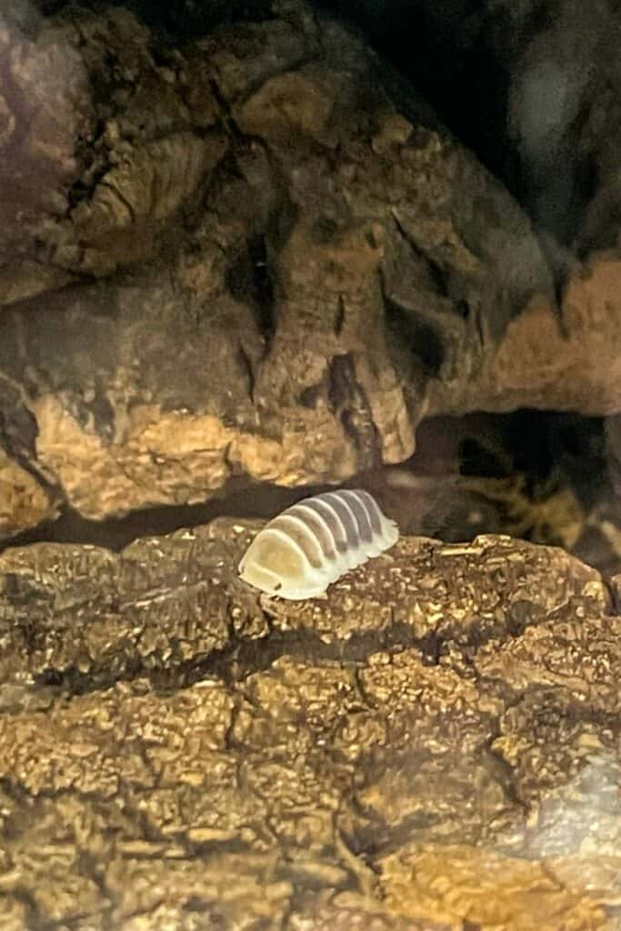 What is a Bioactive Terrarium? (+ How to Make One) - Terrarium Tribe