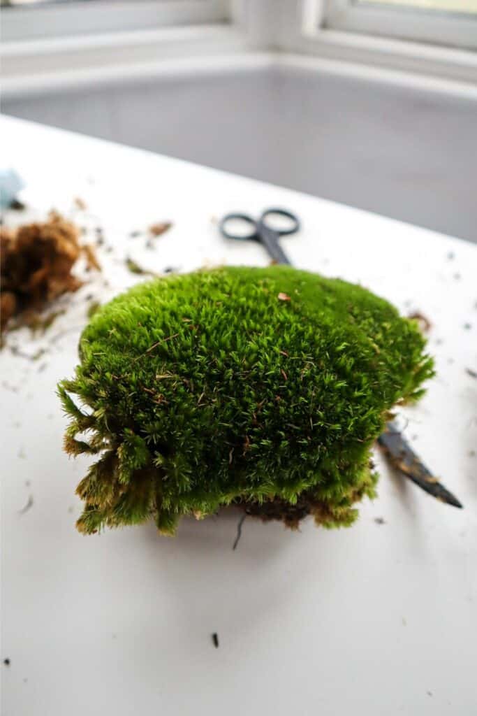 How to Make a Moss Terrarium (Mossarium): Step-by-Step
