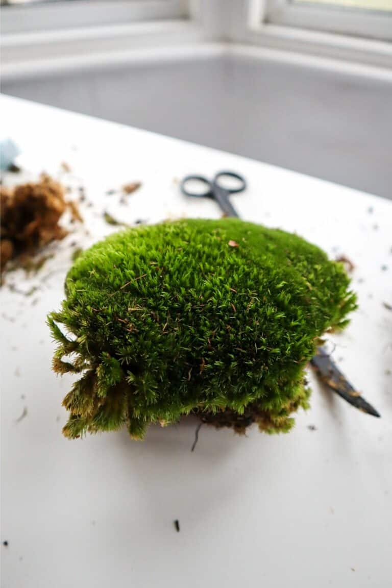 How to Make a Moss Terrarium (DIY Mossarium): Step-by-Step