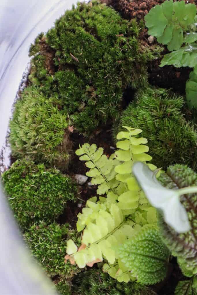 Essential Terrarium Supplies for DIY Projects (+ Examples) - Terrarium ...