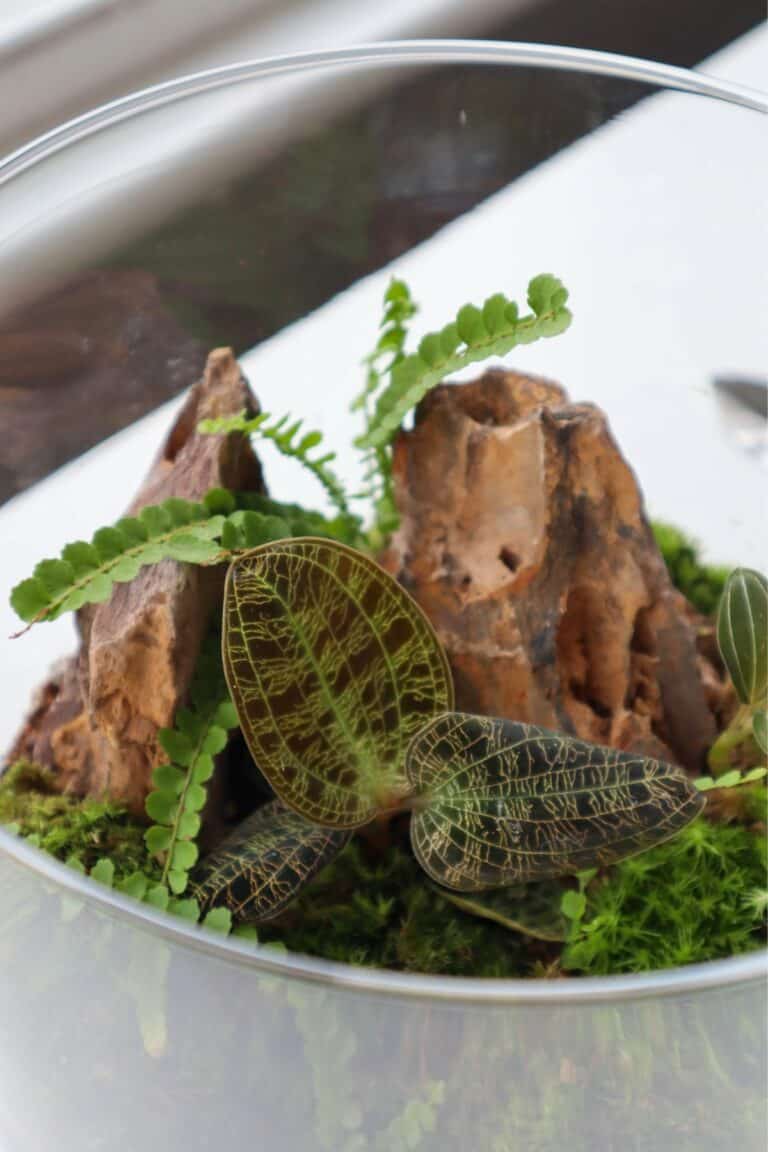 5 Visually Stunning Terrarium Rocks for Creative Planting