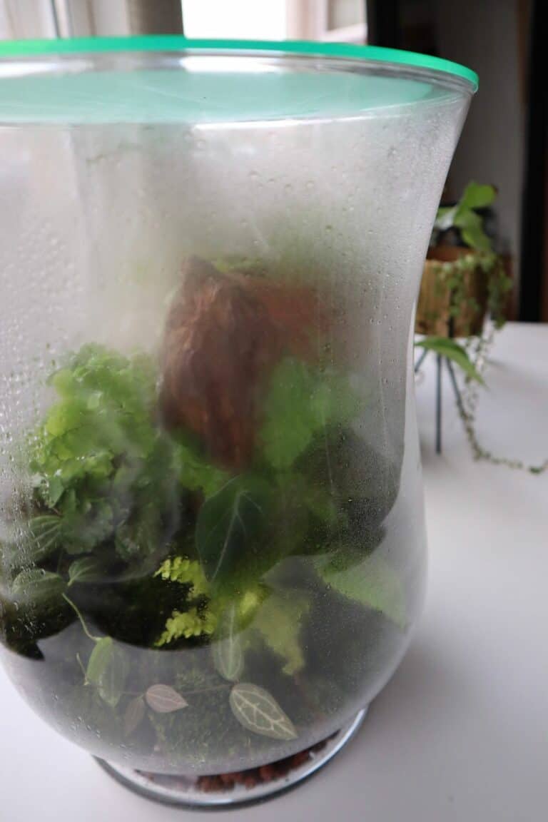 The Complete Terrarium Care Guide (Avoid These 7 Mistakes)