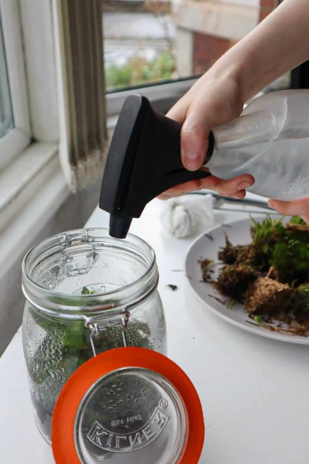 How to Make a Moss Terrarium (DIY Mossarium): Step-by-Step