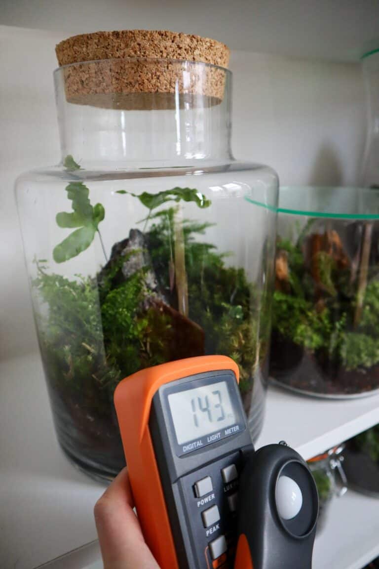 The Complete Terrarium Care Guide (Avoid These 7 Mistakes)